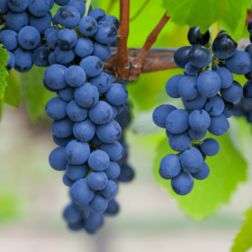 Where to Go Wine Tasting in Southern Indiana - Aspiring Winos